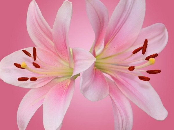 LYS