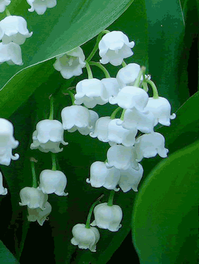 MUGUET